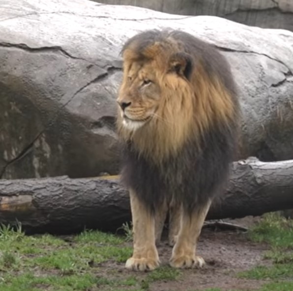 Papa lion meets his cubs for the very first time