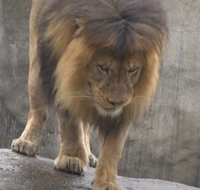 Papa lion meets his cubs for the very first time