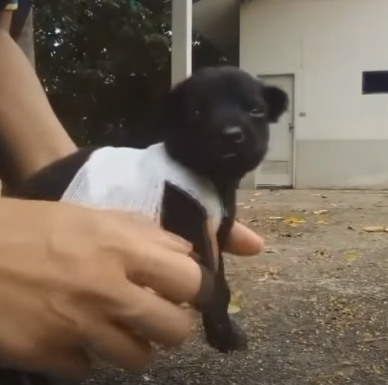 Tiny wounded puppy hears woman’s voice, goes into yard & begs her for help