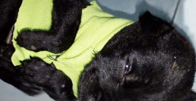 Tiny wounded puppy hears woman’s voice, goes into yard & begs her for help