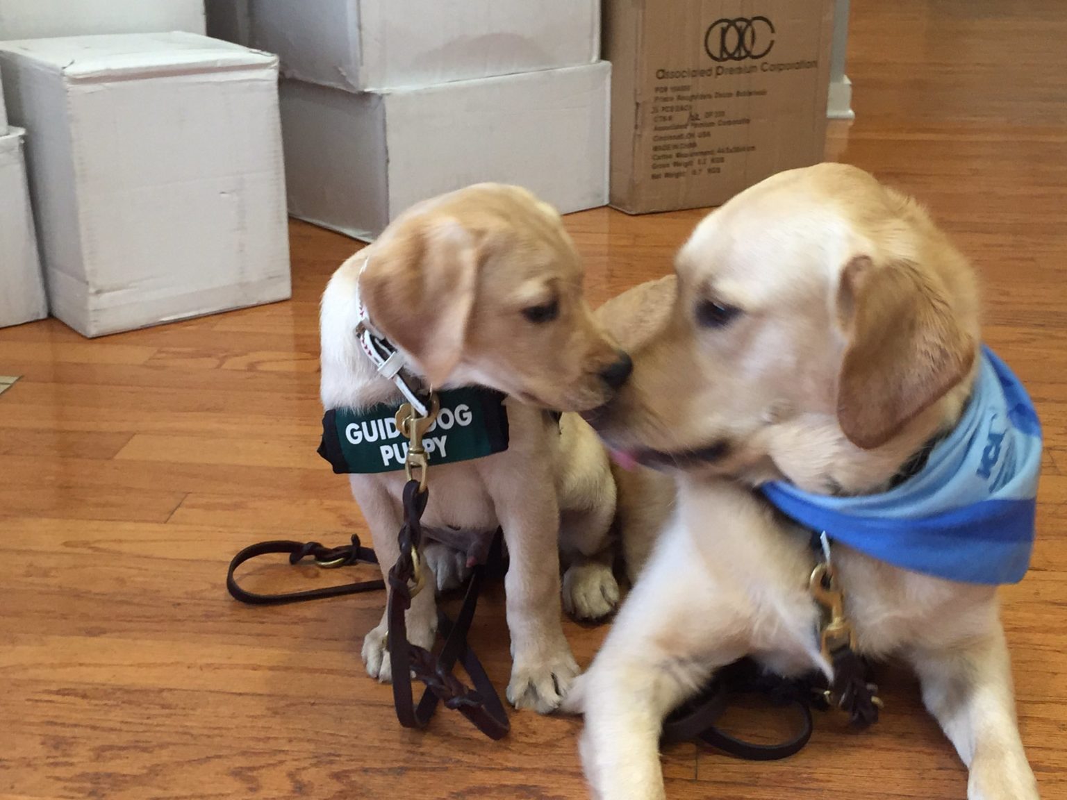 55 Photos Showing The Pure Love Of A Service Dog