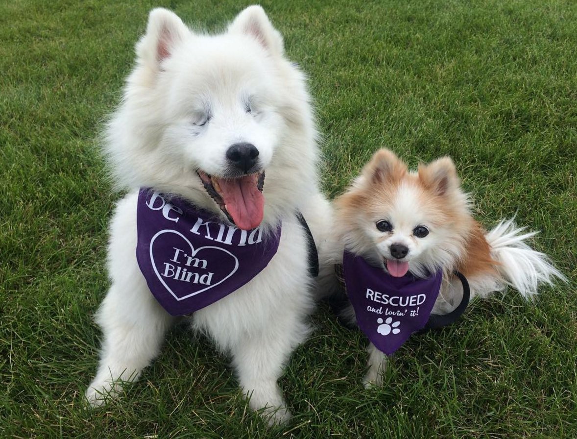 55 Photos Showing The Pure Love Of A Service Dog