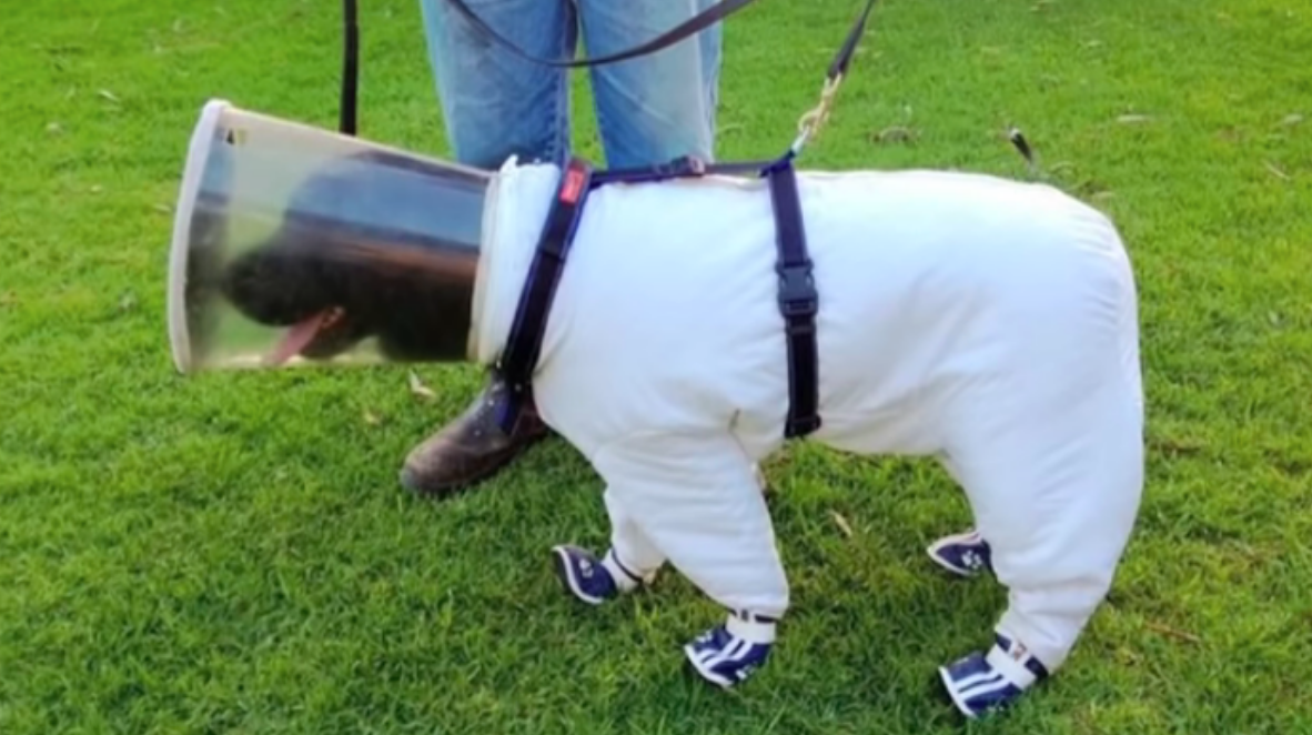 55 Photos Showing The Pure Love Of A Service Dog