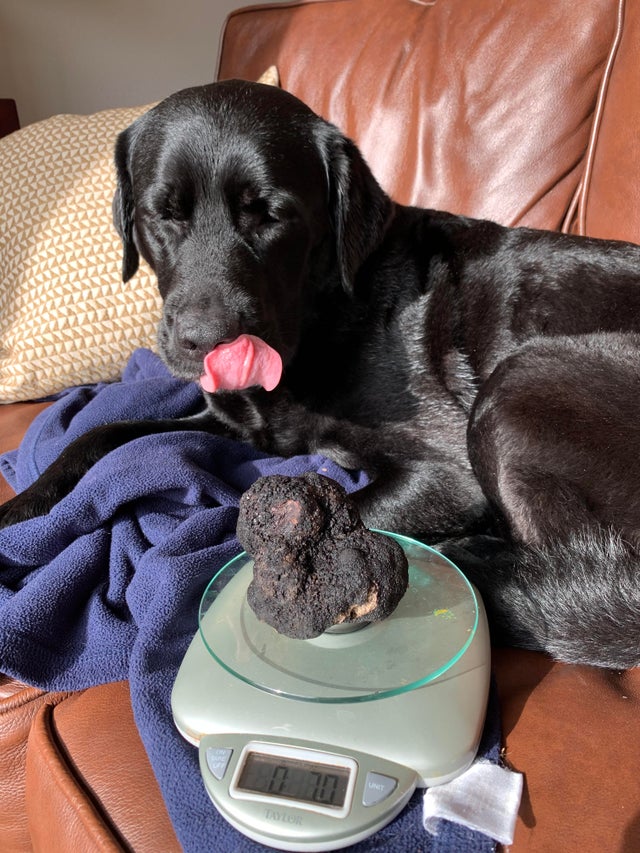 55 Photos Showing The Pure Love Of A Service Dog