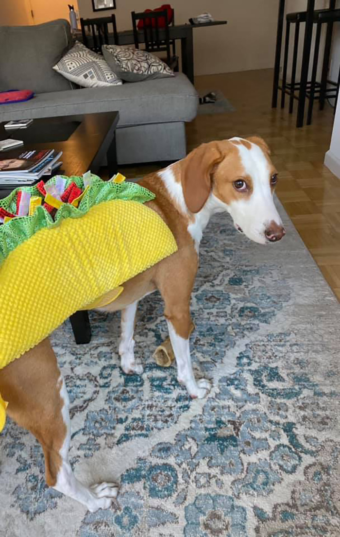 50 pups who won the “grumpy dog photo challenge” with their hilarious pouts