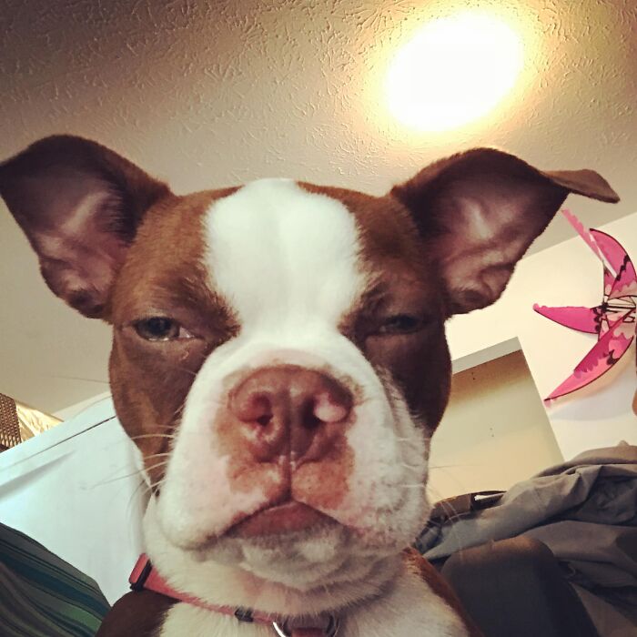 50 pups who won the “grumpy dog photo challenge” with their hilarious pouts