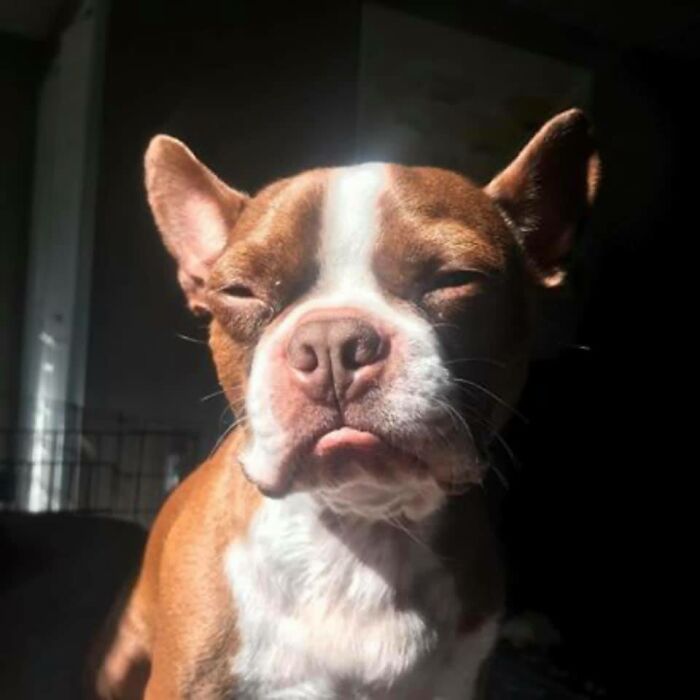 50 pups who won the “grumpy dog photo challenge” with their hilarious pouts