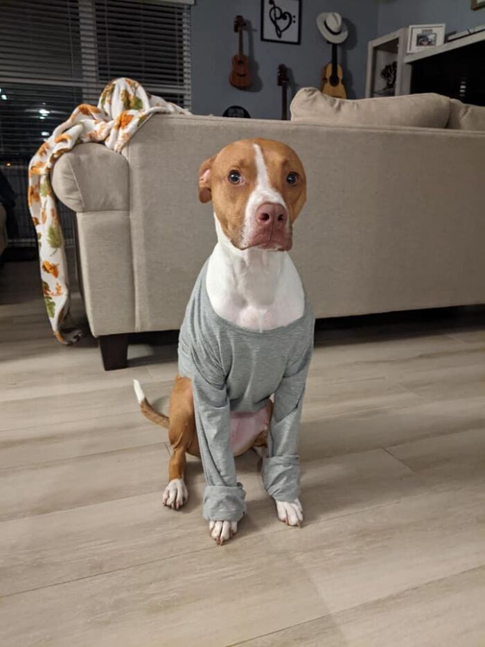 50 pups who won the “grumpy dog photo challenge” with their hilarious pouts