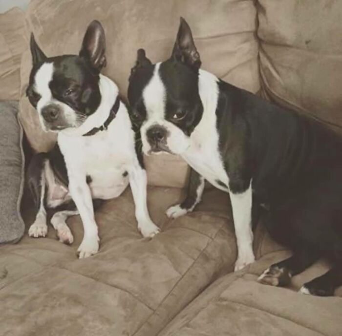 50 pups who won the “grumpy dog photo challenge” with their hilarious pouts