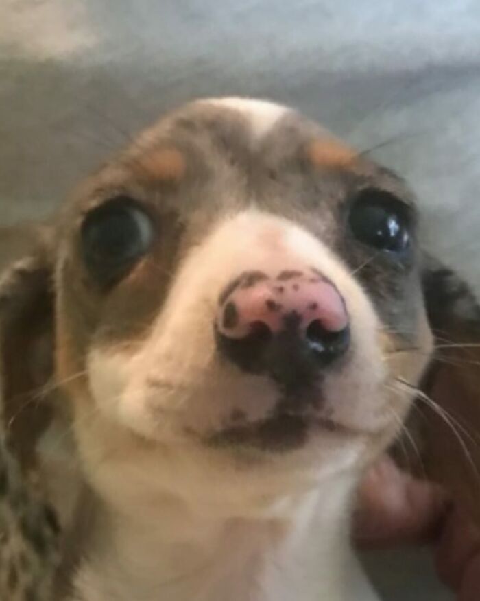 50 pups who won the “grumpy dog photo challenge” with their hilarious pouts