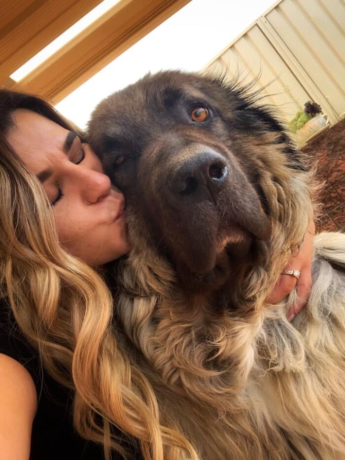50 pups who won the “grumpy dog photo challenge” with their hilarious pouts