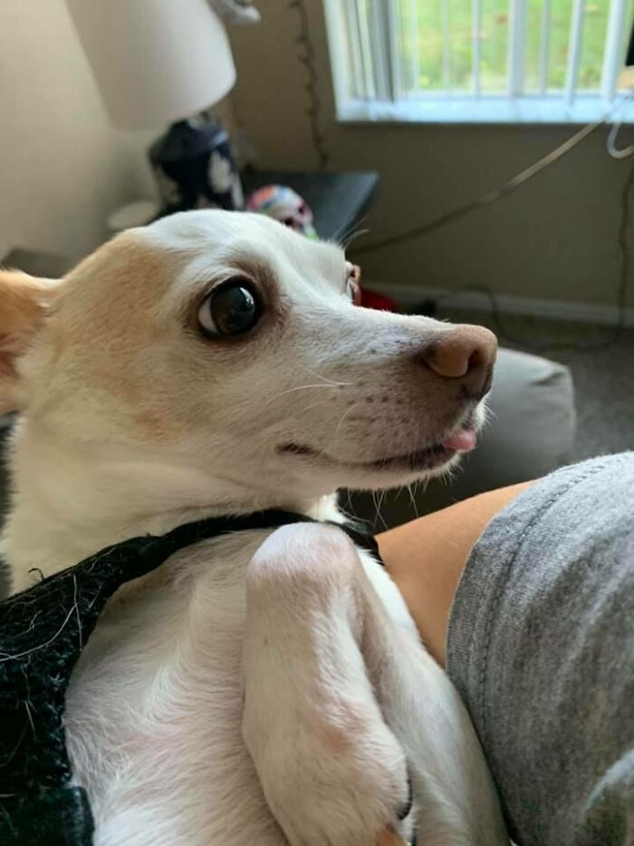50 pups who won the “grumpy dog photo challenge” with their hilarious pouts