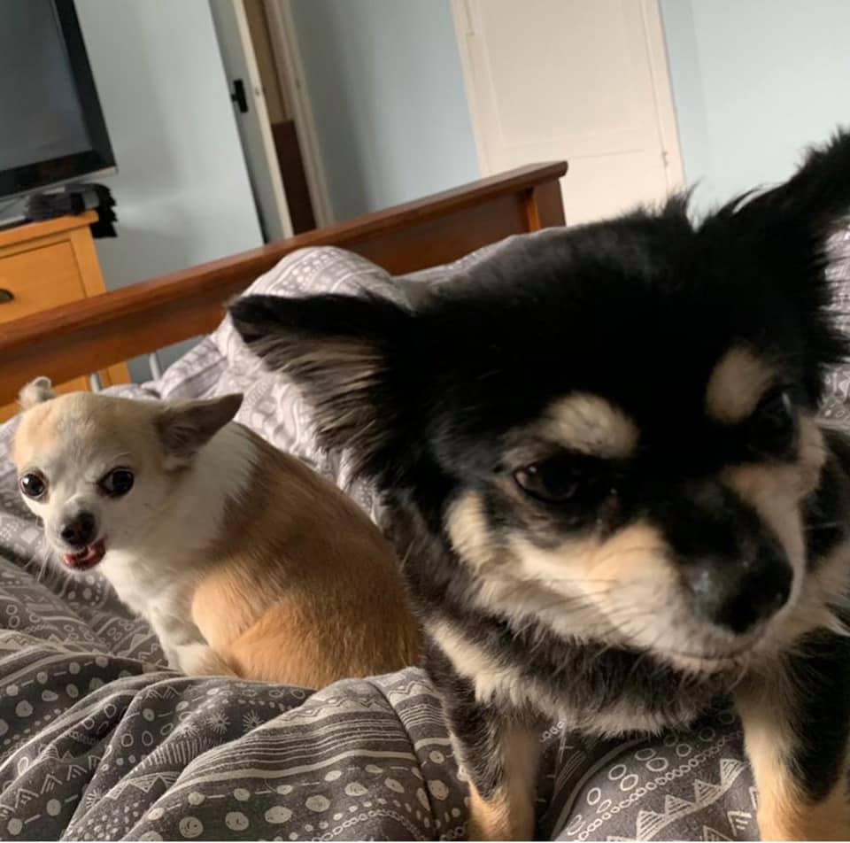 50 pups who won the “grumpy dog photo challenge” with their hilarious pouts