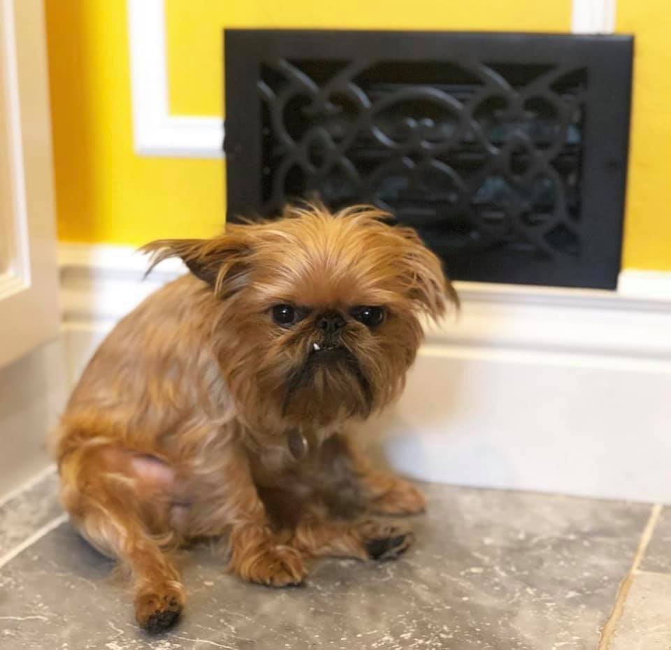 50 pups who won the “grumpy dog photo challenge” with their hilarious pouts