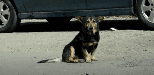 Rescuer rushes to save little homeless dog living in a broken cardboard box