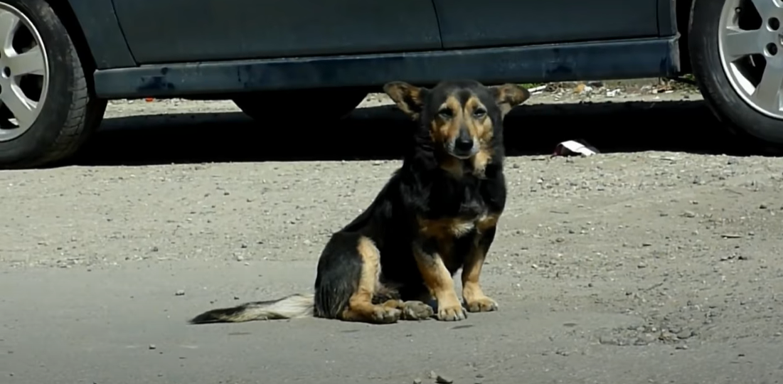 Rescuer rushes to save little homeless dog living in a broken cardboard box