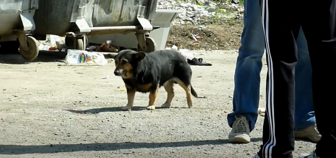 Rescuer rushes to save little homeless dog living in a broken cardboard box