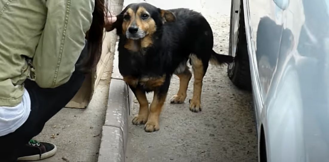 Rescuer rushes to save little homeless dog living in a broken cardboard box