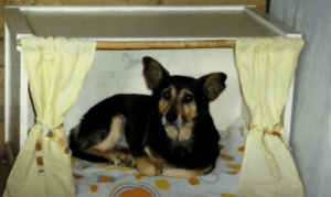 Rescuer rushes to save little homeless dog living in a broken cardboard box