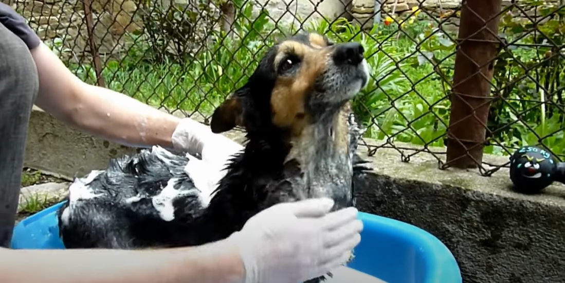 Rescuer rushes to save little homeless dog living in a broken cardboard box