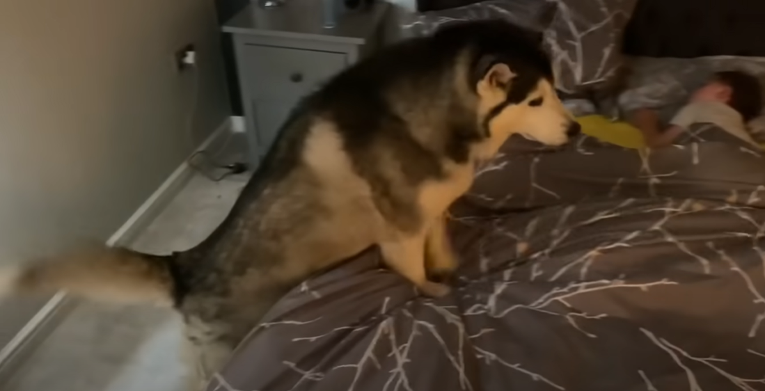 Husky wants her little brother to play with her, wakes him up with ...