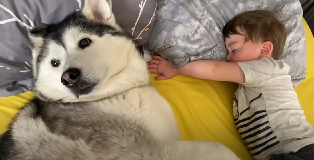 Husky wants her little brother to play with her, wakes him up with ...