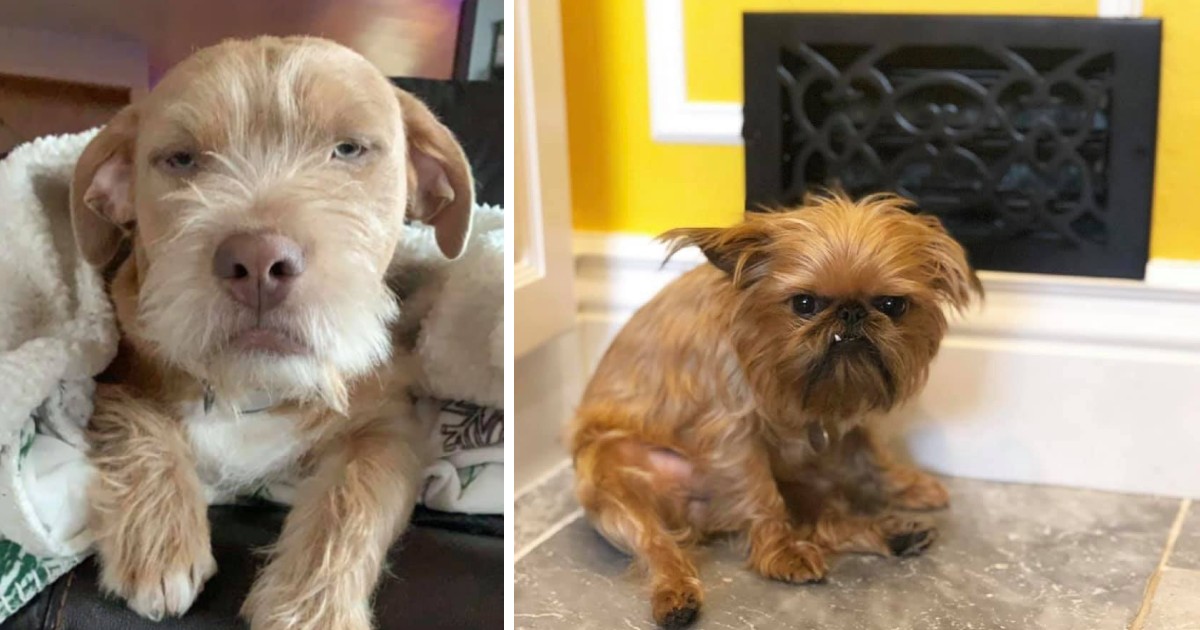 50 pups who won the “grumpy dog photo challenge” with their hilarious pouts