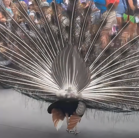 Large Peacock Gives Crowd Beautiful Display Opening Feathers