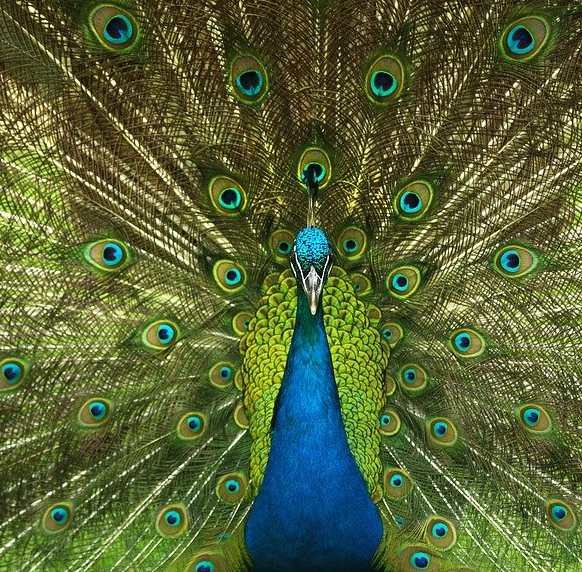 Large Peacock Gives Crowd Beautiful Display Opening Feathers