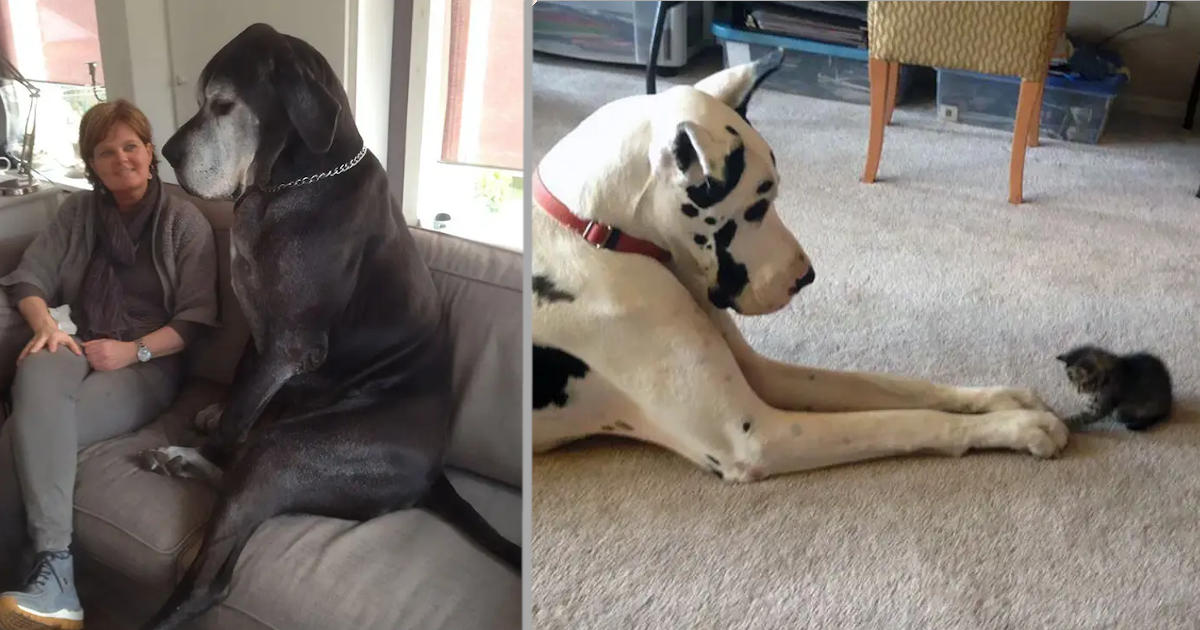 60 Great Danes next to common things that show the dogs are larger than ...