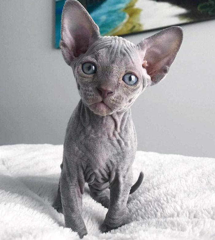 75 of the most adorable photos of hairless sphynx cats
