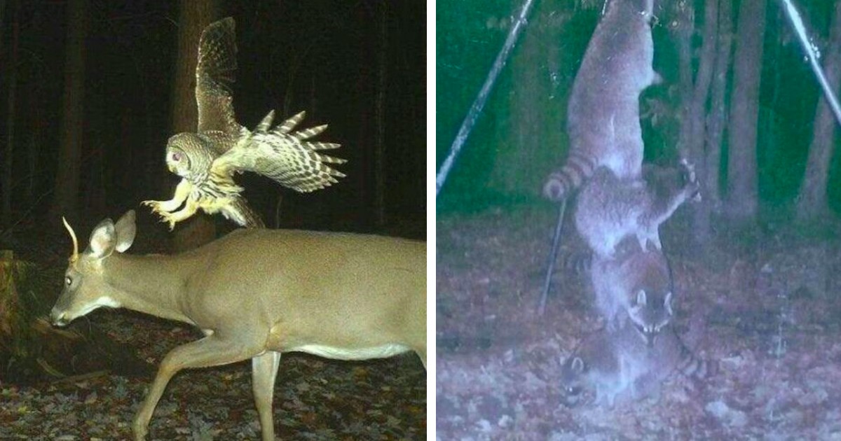 52 eye-opening hidden camera snaps catching animals in their private lives