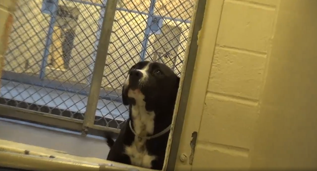 Pit bull on death row can’t contain joy when he realizes he’s finally ...