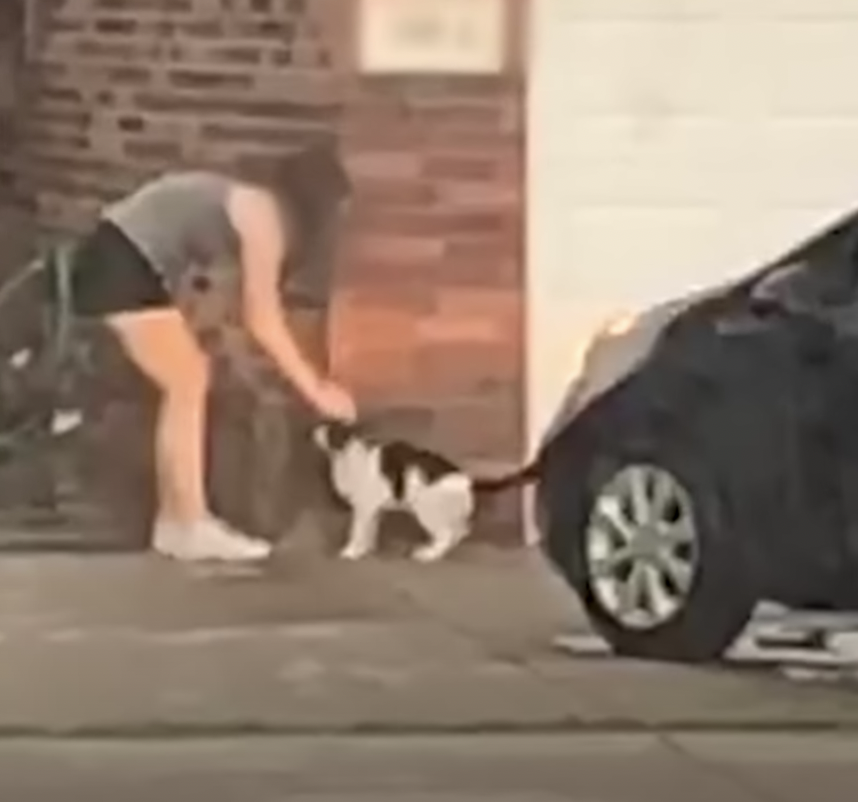 Woman watches her neighbors abandon their cat–and jumps into action to ...