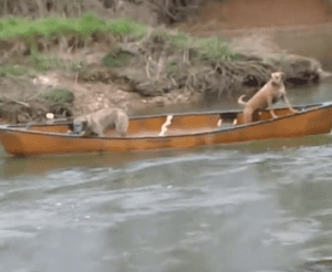 Heroic Labrador spots two dogs trapped in moving kayak and jumps into ...