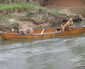 Heroic Labrador spots two dogs trapped in moving kayak and jumps into ...