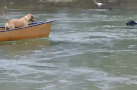 Heroic Labrador spots two dogs trapped in moving kayak and jumps into ...