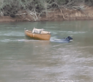 Heroic Labrador spots two dogs trapped in moving kayak and jumps into ...