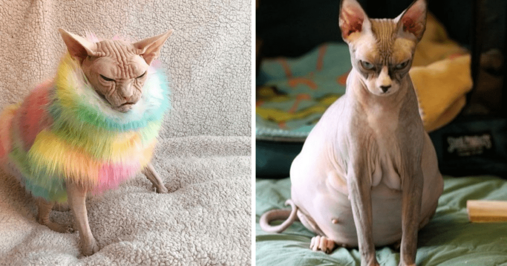 75 of the most adorable photos of hairless sphynx cats