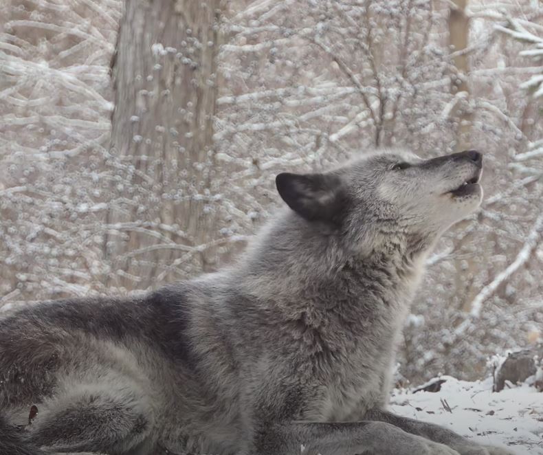 Wolf’s Enchanting Howl Causes 50 Others To Howl Back