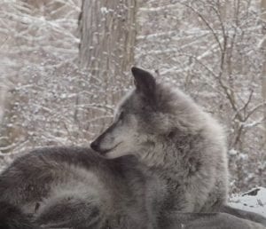 Wolf’s Enchanting Howl Causes 50 Others To Howl Back