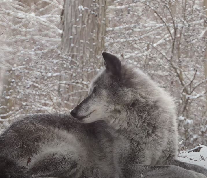Wolf’s Enchanting Howl Causes 50 Others To Howl Back