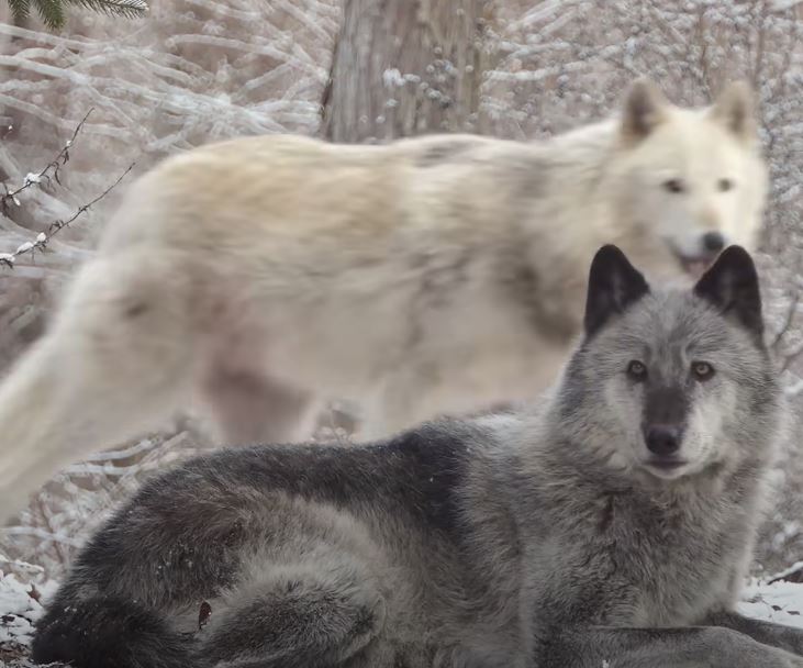 Wolf’s Enchanting Howl Causes 50 Others To Howl Back