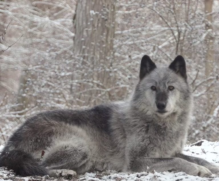 Wolf’s Enchanting Howl Causes 50 Others To Howl Back