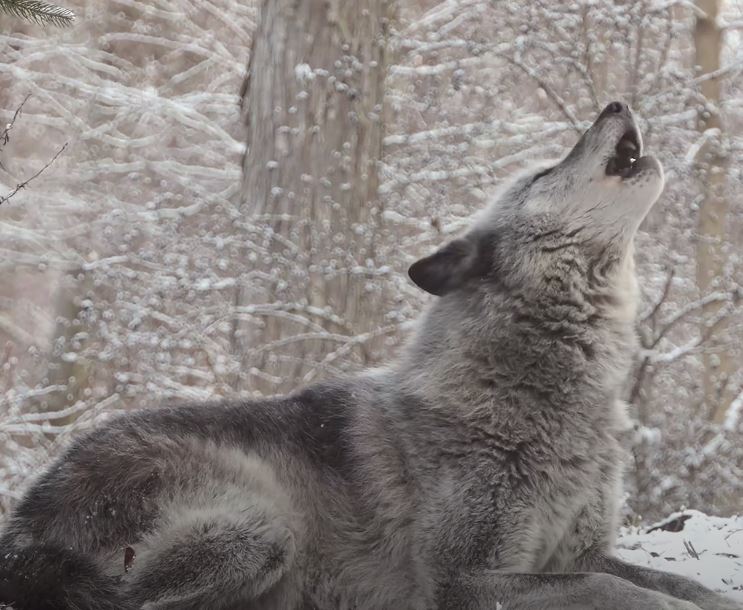 Wolf’s Enchanting Howl Causes 50 Others To Howl Back