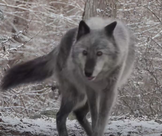 Wolf’s Enchanting Howl Causes 50 Others To Howl Back