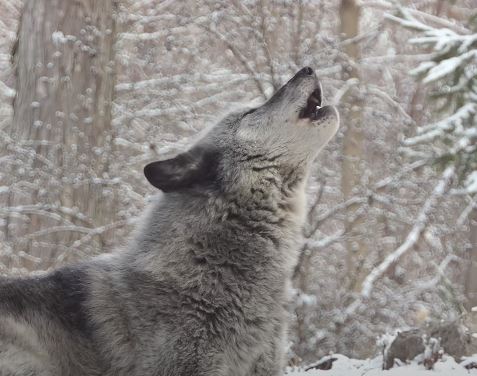 Wolf’s Enchanting Howl Causes 50 Others To Howl Back