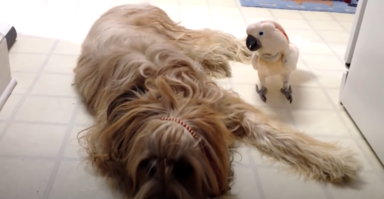 Cockatoo barks like a dog to communicate with her canine best friend