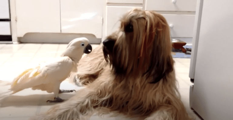 Cockatoo barks like a dog to communicate with her canine best friend