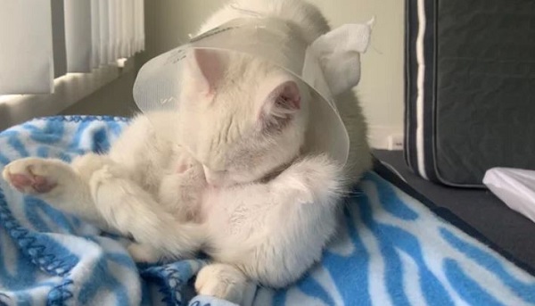 50 Cats Who Live By Their Own Rules Of Logic